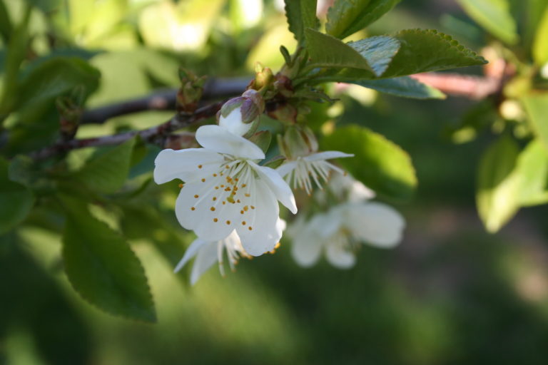 Why Plant Spring Blossoming Trees in the North - My Northern Garden