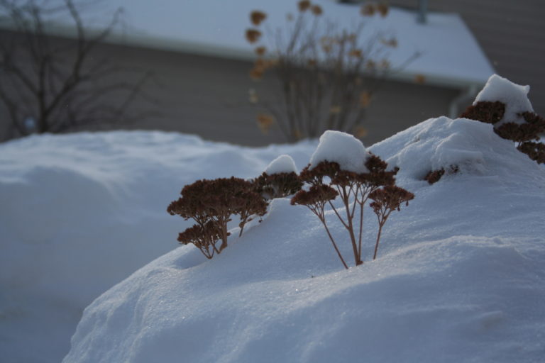 Snow's Insulation Power in Winter - My Northern Garden