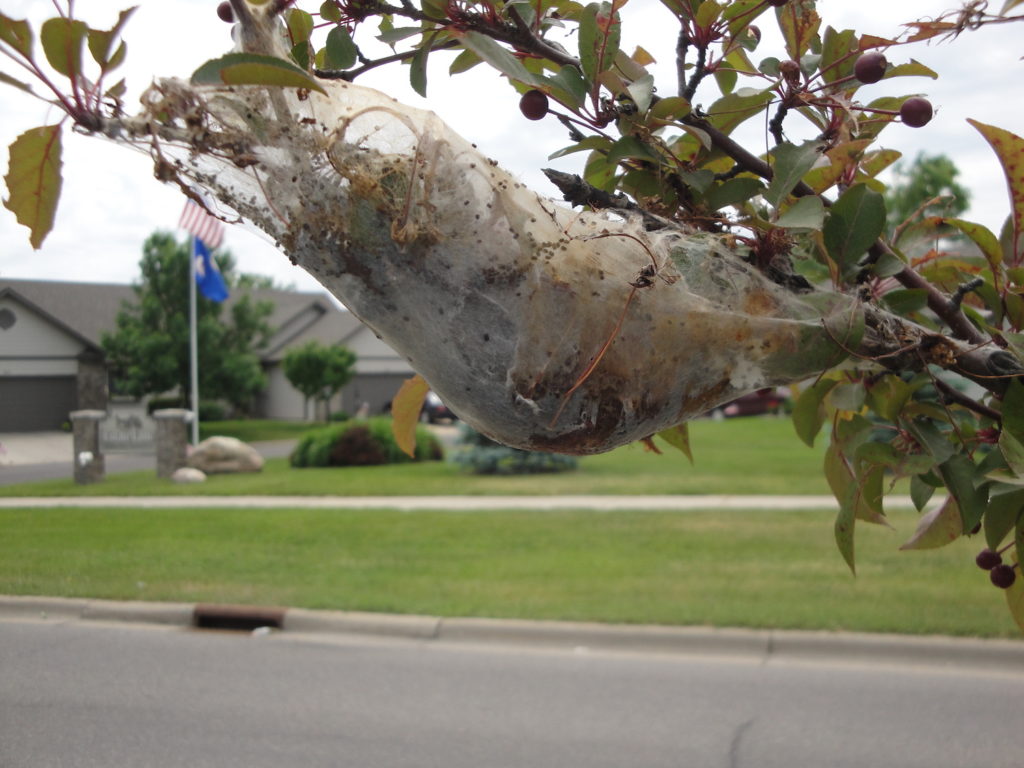 Return of the Eastern Tent Caterpillars - My Northern Garden