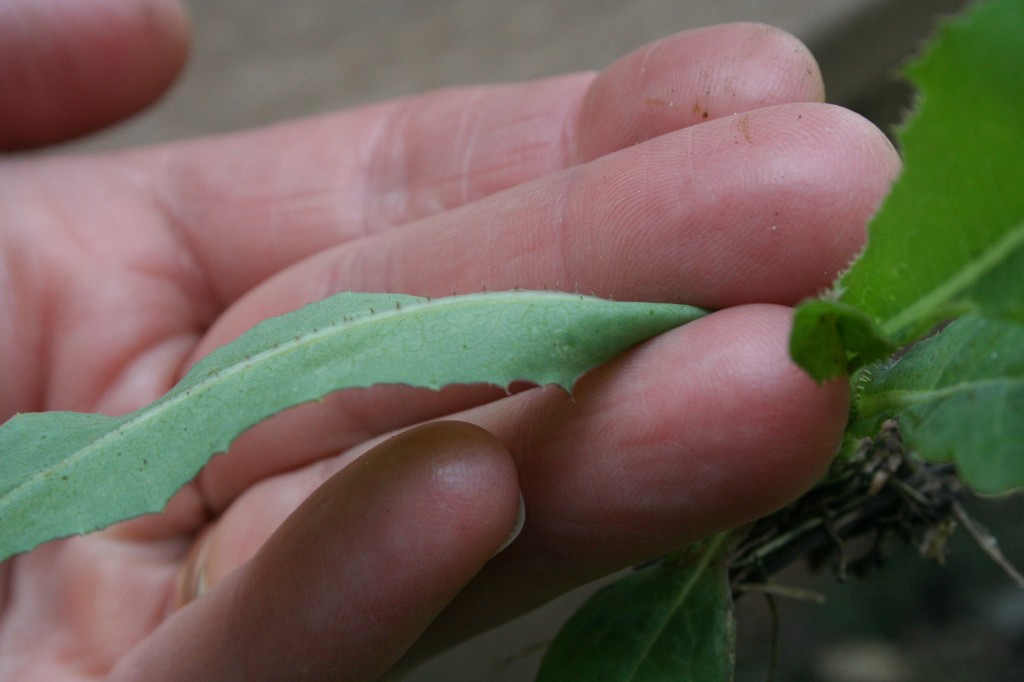 Weed of the Week: Prickly Lettuce (and Sow Thistle) - My Northern Garden