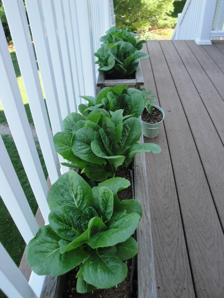 Growing Lettuce in a Window Box - My Northern Garden