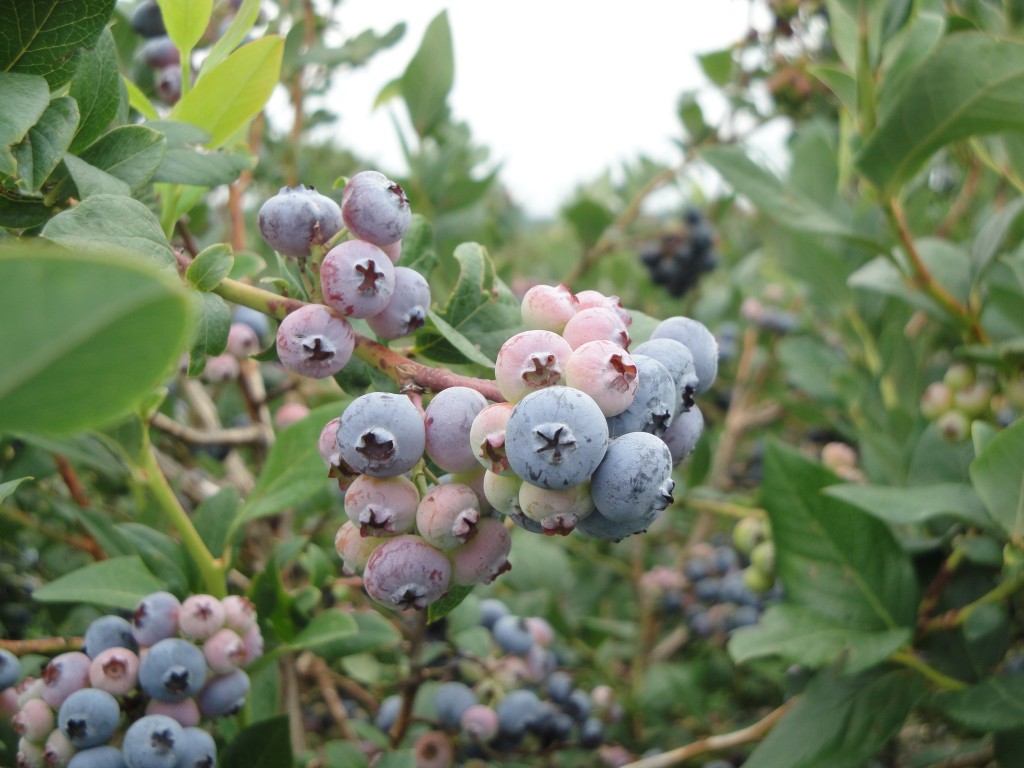 When It's Better to Pick Berries - My Northern Garden
