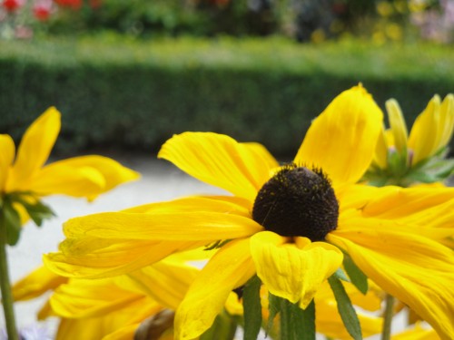 Ray flower – My Northern Garden