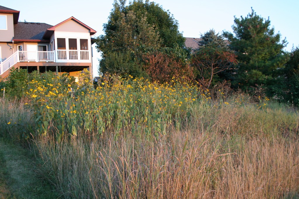 The DIY Meadow Project - My Northern Garden