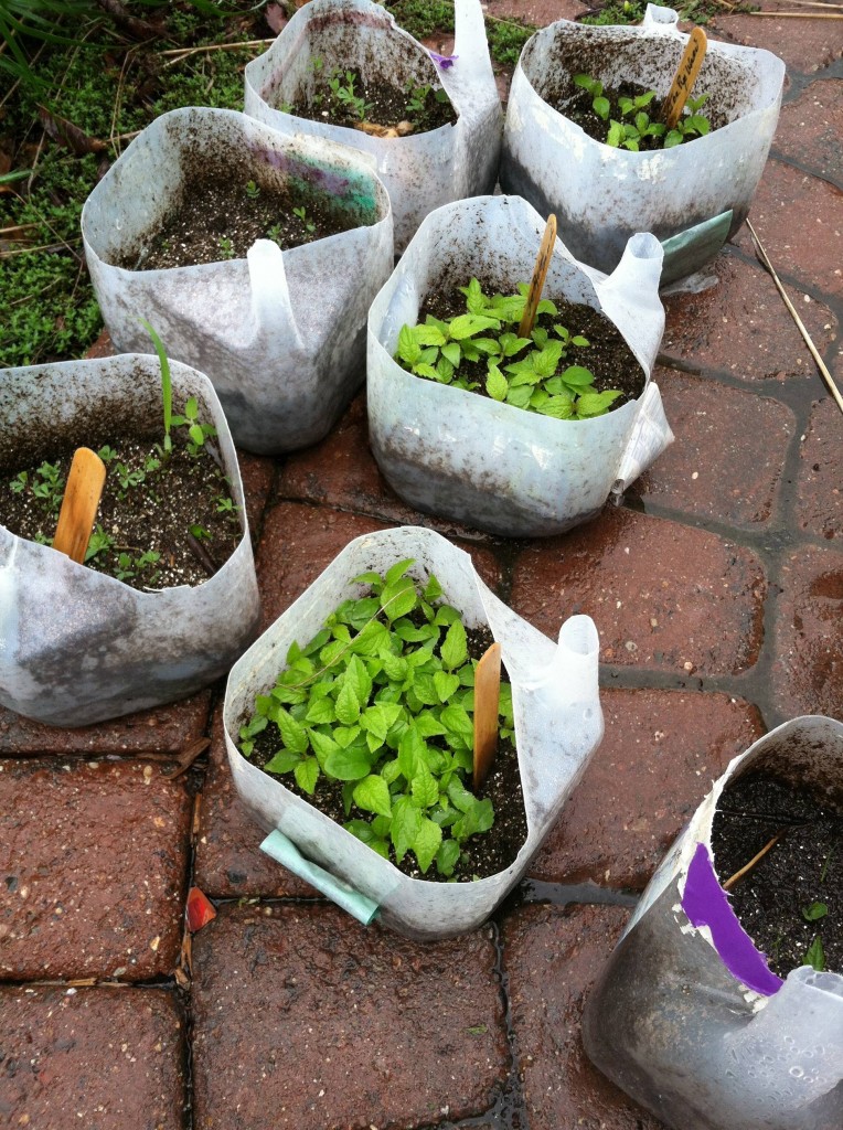 Update on the Winter Sowing Containers - My Northern Garden