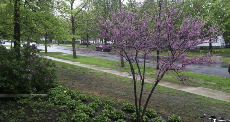 Will the Redbuds Bloom? - My Northern Garden