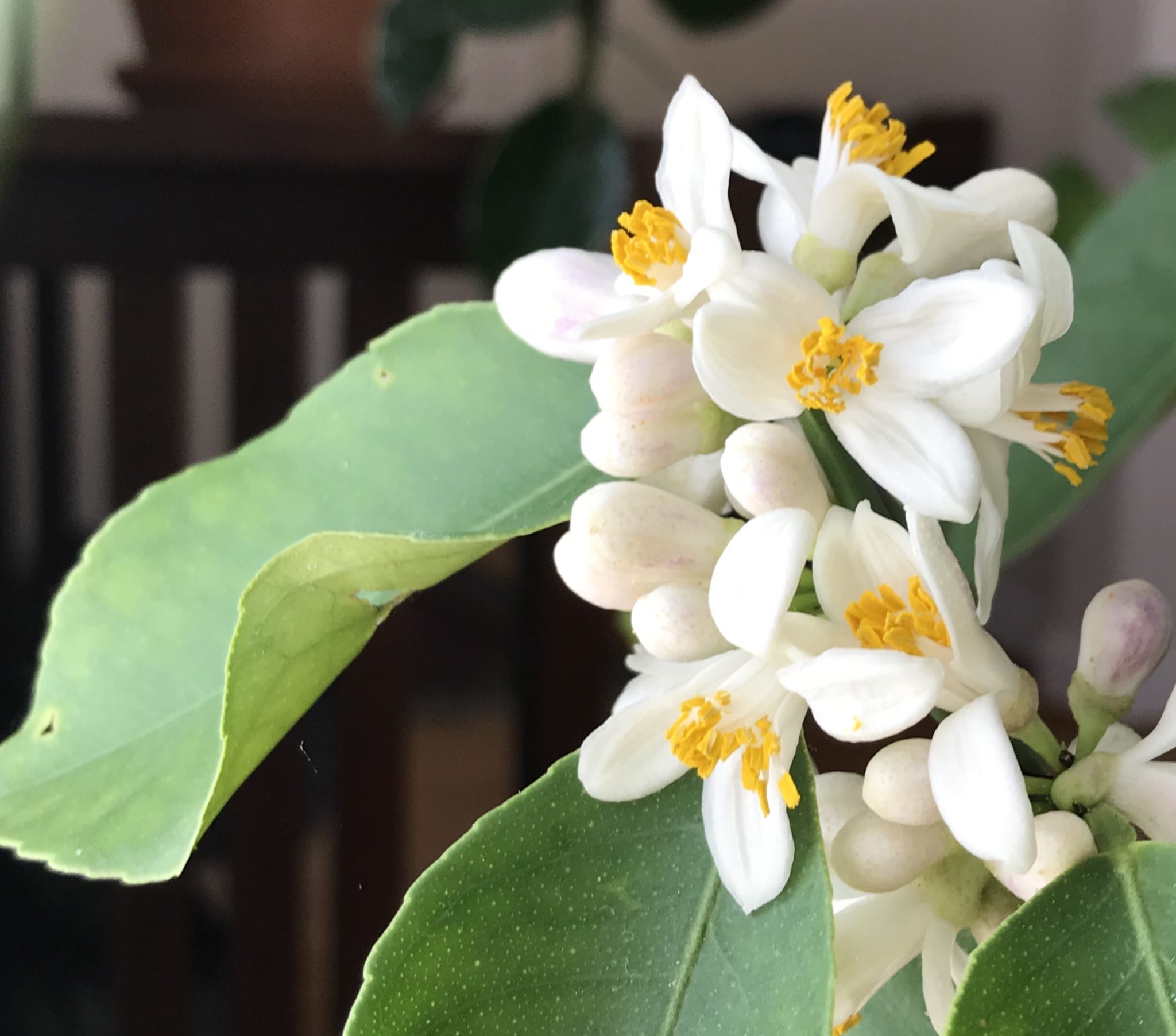 How to Pollinate a Meyer Lemon Tree - My Northern Garden