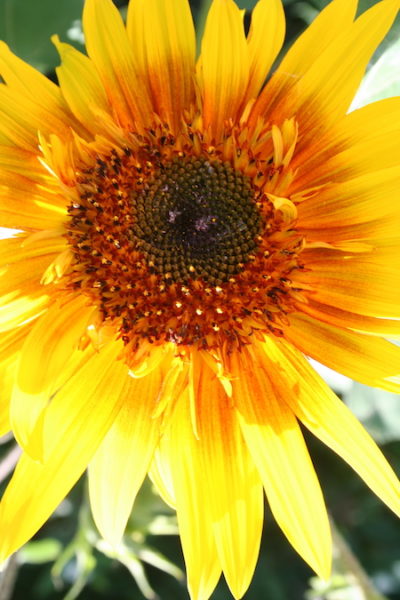 7 Easy Annuals to Grow from Seed - My Northern Garden