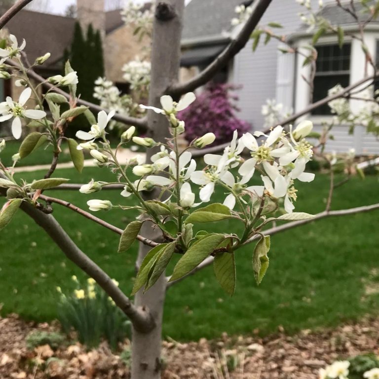 Serviceberry Syrup: A Seasonal Treat - My Northern Garden