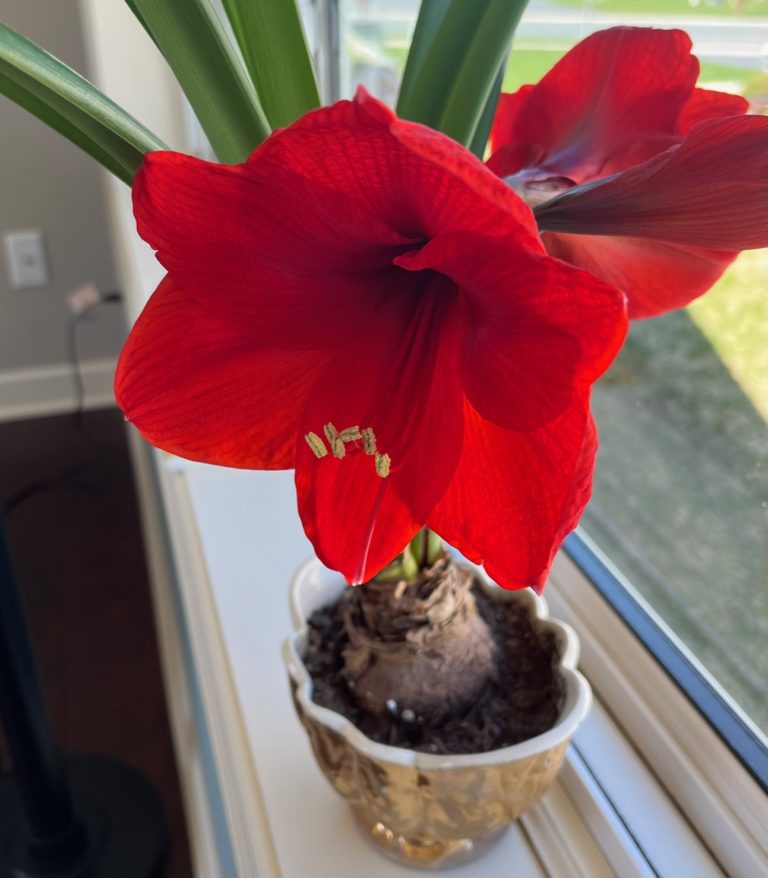 Amaryllis Blooms in Spring - My Northern Garden